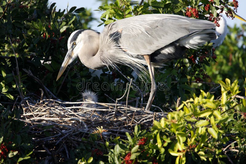 Vogels Van De Reiger De Voedende Baby Stock Afbeelding - Image of ...