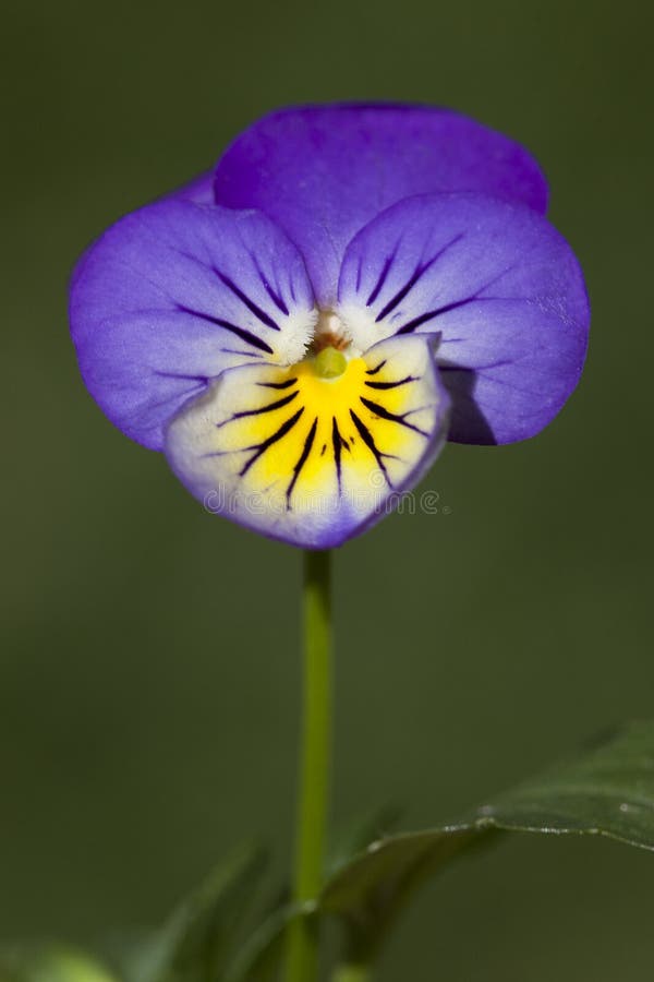 Voilet flower in summer stock photo. Image of garden - 188810616