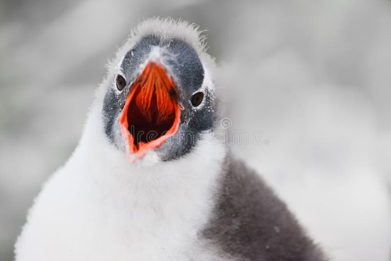 Pingouin Bec Ouvert Photos Stock - Téléchargez 139 Photos libres de droits