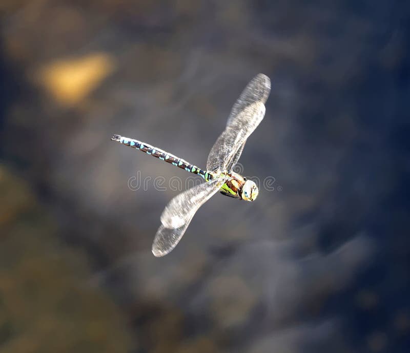 Libellule Volant Au-dessus D'un Lac Au Soleil Photo stock - Image du ...