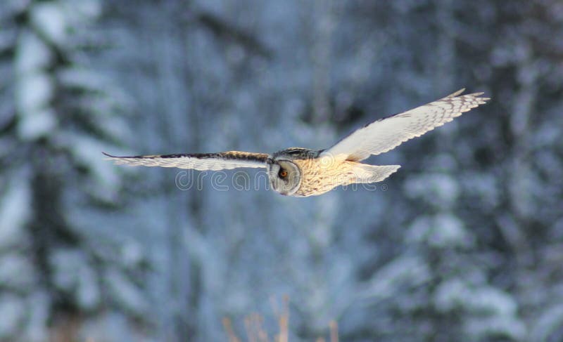 Vol d'un hibou image stock. Image du siberia, midi, dateur - 79233683