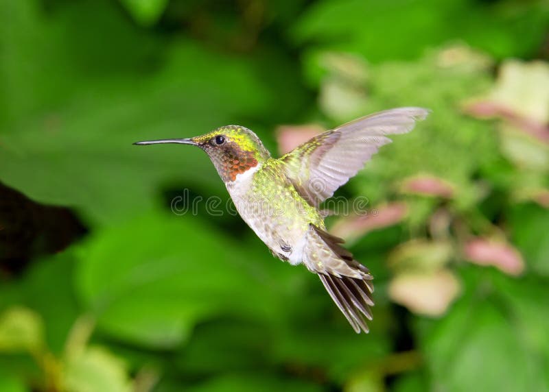 Colibri en vol image stock. Image du sucre, nature, andes - 31033087