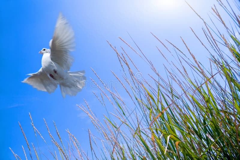 La Colombe Volent Au-dessus De L'herbe Verte Photo stock - Image du ...