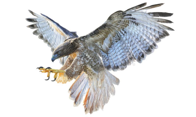 Faucon Peint D'isolement D'oiseau De Vol Illustration Stock ...