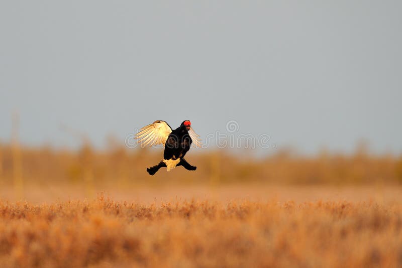 Vol De Grouse Noire (tetrix De Tetrao) Photo stock - Image du masculin ...