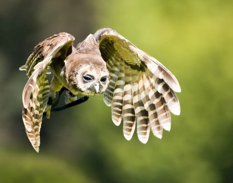 Vol de hibou image stock. Image du nature, tête, profil - 24088969