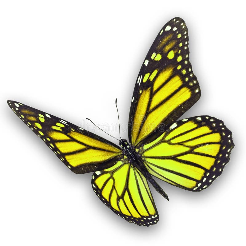 Papillon jaune image stock. Image du tropical, isolement - 37183075