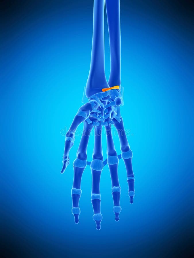 The Volar Radioulnar Ligament Stock Illustration - Illustration of ...