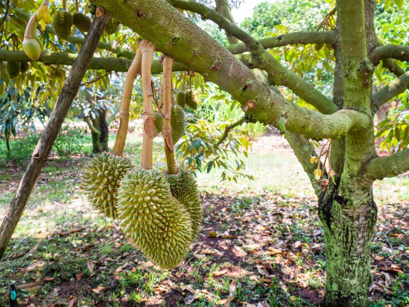 Volcanic Durian Tree of Small Fruit on the Tree Stock Photo - Image of ...