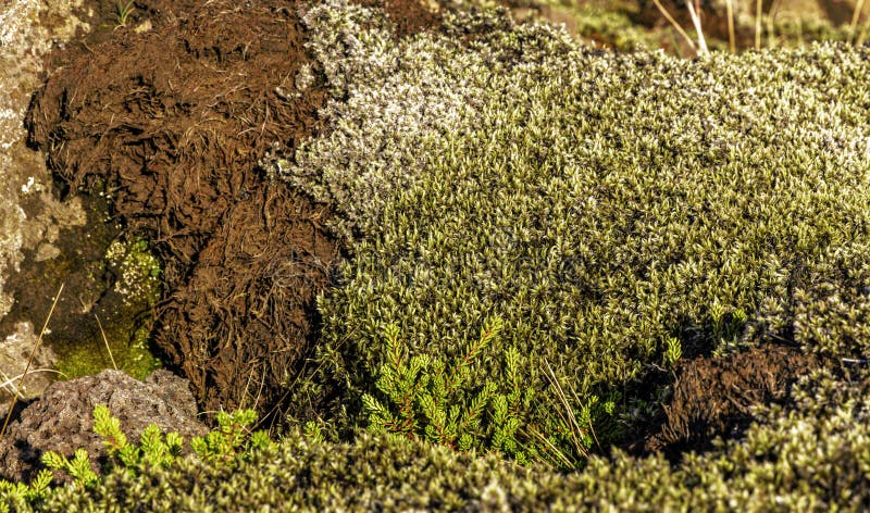A Volcanic Rock Covered in Green Moss and Lichen Stock Image - Image of ...