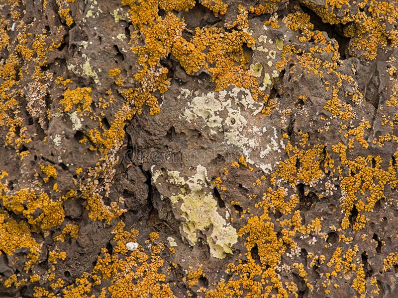 Yellow Litchen Stock Photos - Free & Royalty-Free Stock Photos from ...