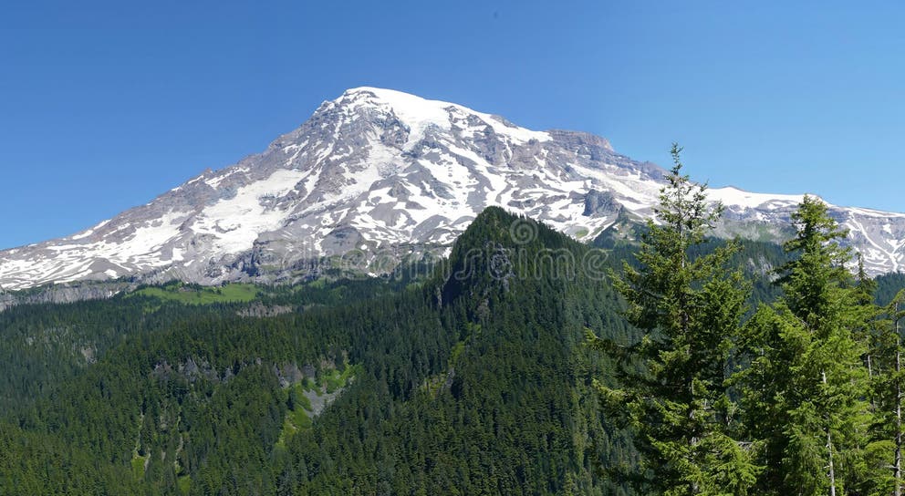 The Volcanic Summit of Mt Rainier Emerges from Conifer Forest Stock ...