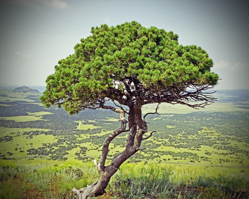Volcanic Tree stock photo. Image of capulin, volcanic - 109150006