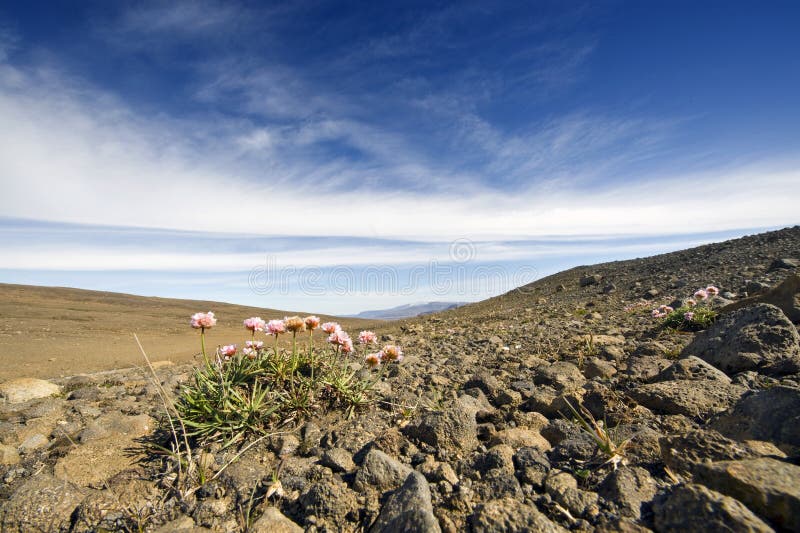 Volcanic Tundra Landscape stock photo. Image of dust, hills - 6127290