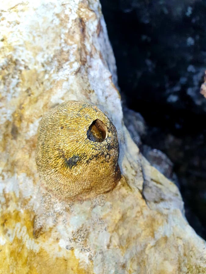 Volcano Barnacle These Smooth Barnacles Appear On The Rocky Shores ...