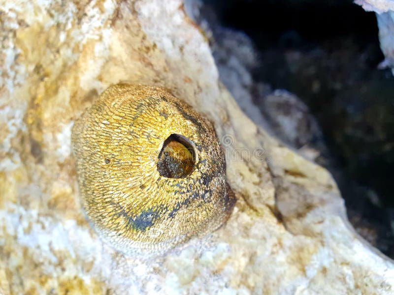 Smooth Algae stock photo. Image of vegetation, environment - 520032