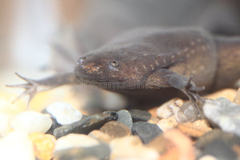 Volcano clawed frog stock photo. Image of amieti, water - 91468978