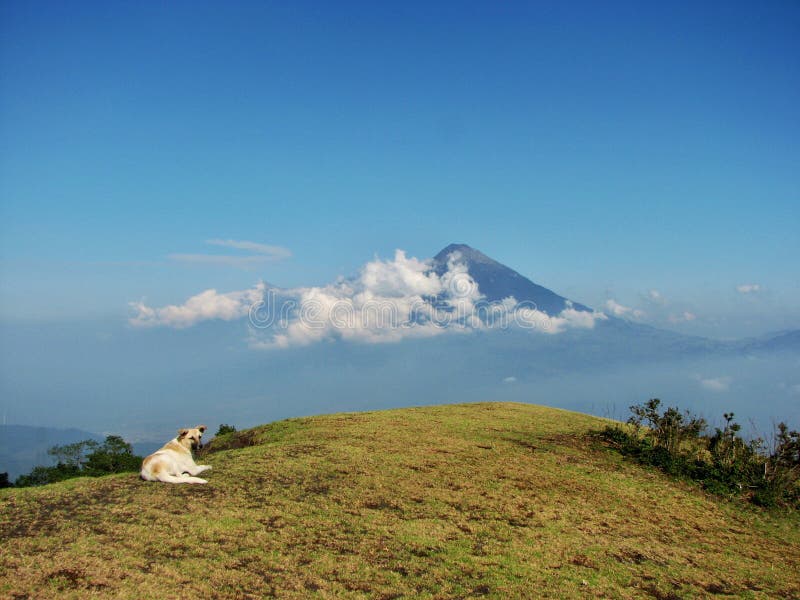 Volcano and the dog stock image. Image of hill, nature - 38557773