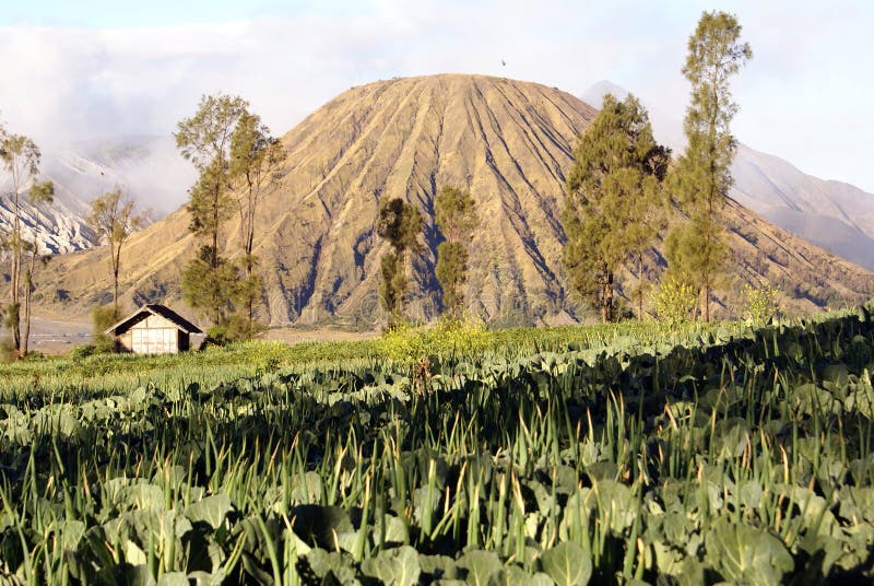 Volcano and field stock image. Image of crop, onions, mountain - 6432671