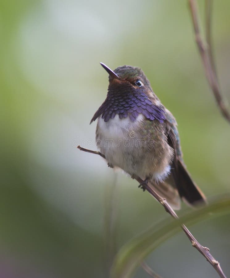 Volcano Hummingbird Male stock photo. Image of costa - 64078348