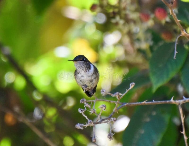 Volcano Hummingbird on a Branch in Costa Rica Stock Image - Image of ...