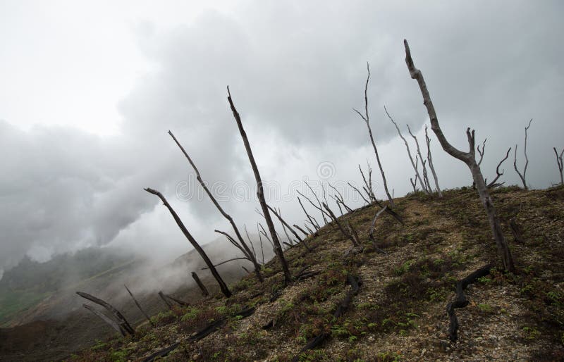 Volcano Landscape, Dead Forest Scenery Stock Photo - Image of vacation ...