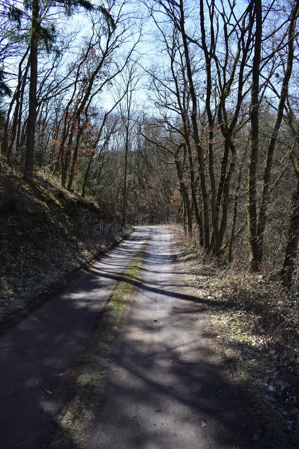 Dirt road in bold forest stock image. Image of eifel - 352314487
