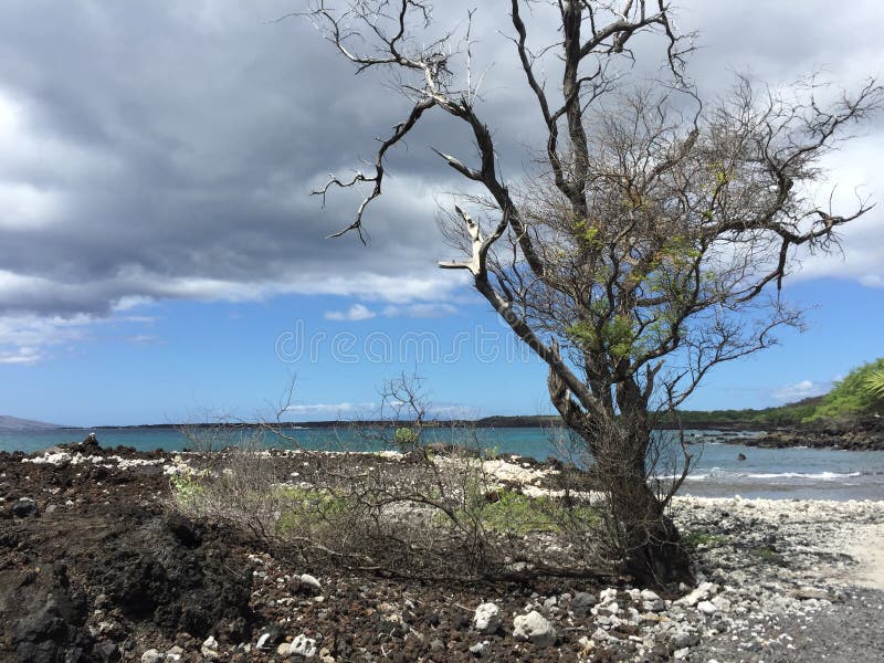 Volcano rock beach stock photo. Image of pebbles, beach - 99177148