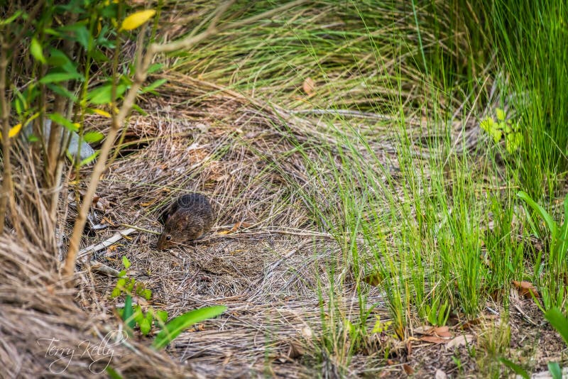 Vole imagen de archivo. Imagen de refugio, cola, florida - 217229753
