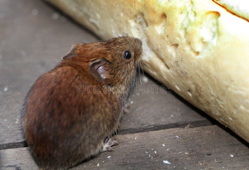 Vole eating bread. stock photo. Image of eating, tiny - 32175660
