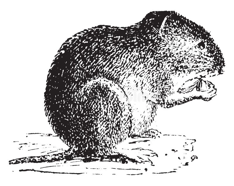 Vole Drawing Stock Illustrations – 100 Vole Drawing Stock Illustrations ...