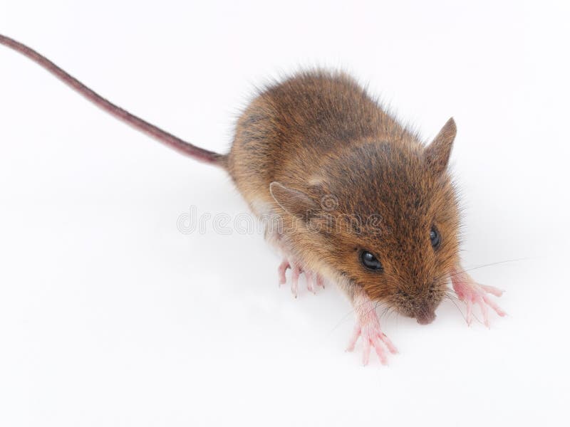Baby Vole Stock Photos - Free & Royalty-Free Stock Photos from Dreamstime