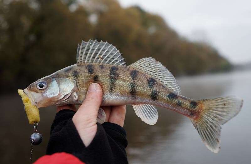 Volga-zander In Der Hand Des Fischers Stockbild - Bild von wasser ...