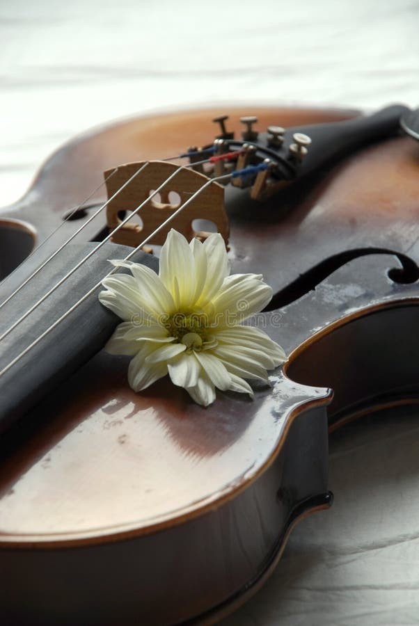 Volin foto de stock. Imagem de tolet, vida, concerto, violinista - 2392732