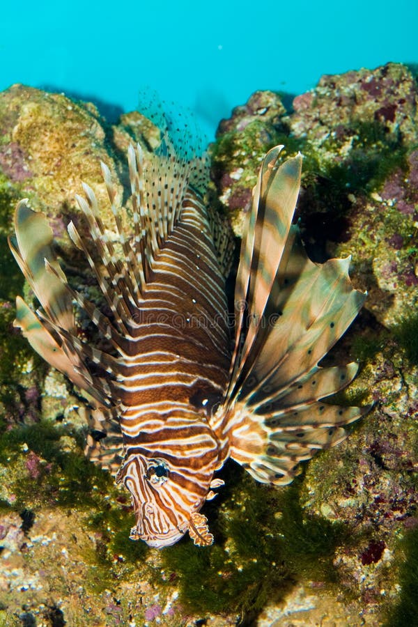 Volitan Lionfish Skin Pattern Stock Image - Image of firefish ...