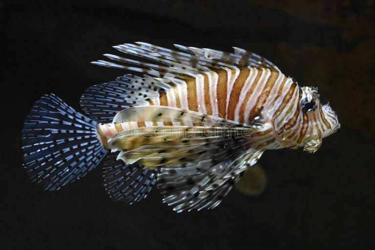 Volitan Lionfish Displaying in Aqaurium Stock Image - Image of marine ...