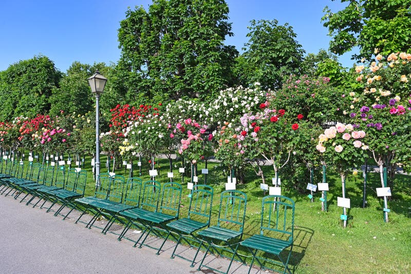 Volksgarten Roses Trees Garden Vienna Stock Photos - Free & Royalty ...