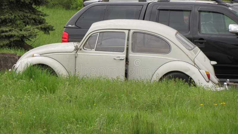 Volkswagen Beetle beige imagen de archivo editorial. Imagen de sesenta ...
