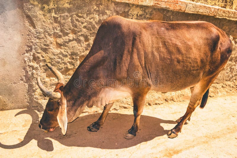 Voller Gewachsener Ochse Im Dorf Stockbild - Bild von dorf, nahrung ...
