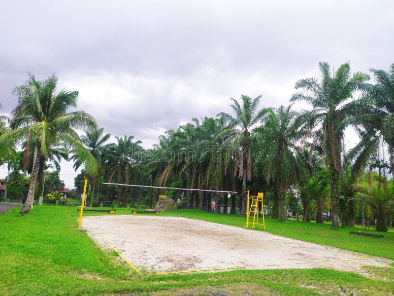 Volleyball Field Surrounded by Oil Palm Trees. Stock Image - Image of ...
