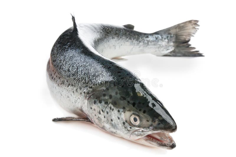 Lachs stockfoto. Bild von atlantisch, skalen, diät, flosse - 33670086