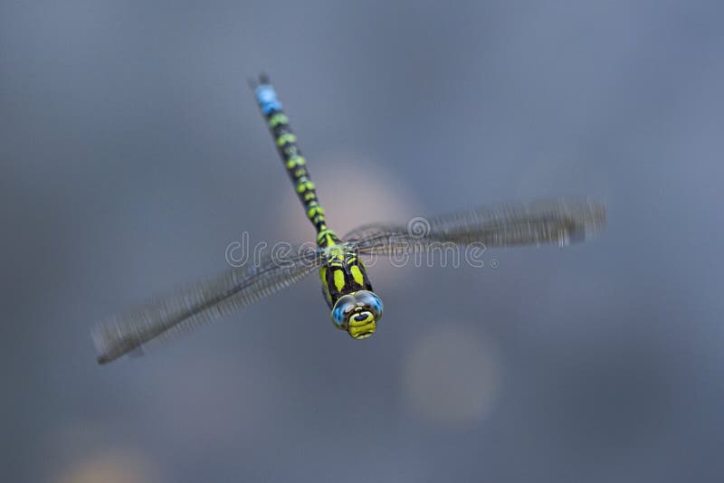 Una Rana Che Caccia Una Libellula. Fotografia Naturalistica E Di Fauna ...