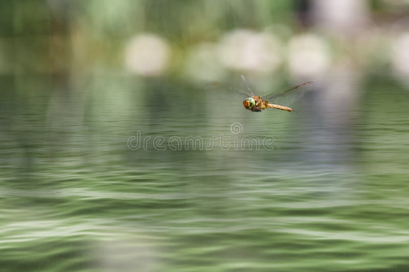 Volo Della Libellula in Un Giardino Di Zen Fotografia Stock - Immagine ...