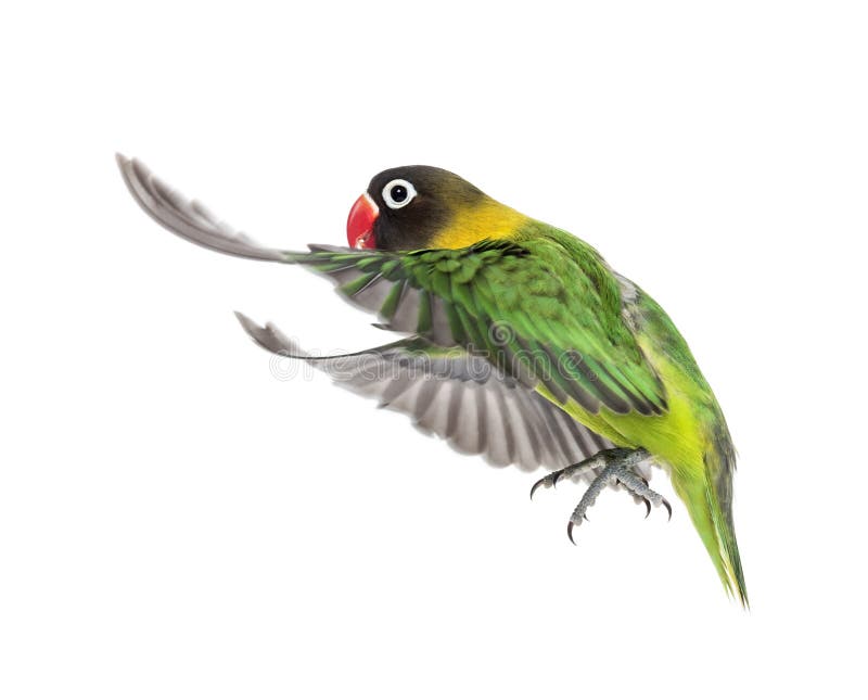 Volo Di Inseparabile Mascherato, Isolato Immagine Stock - Immagine di ...