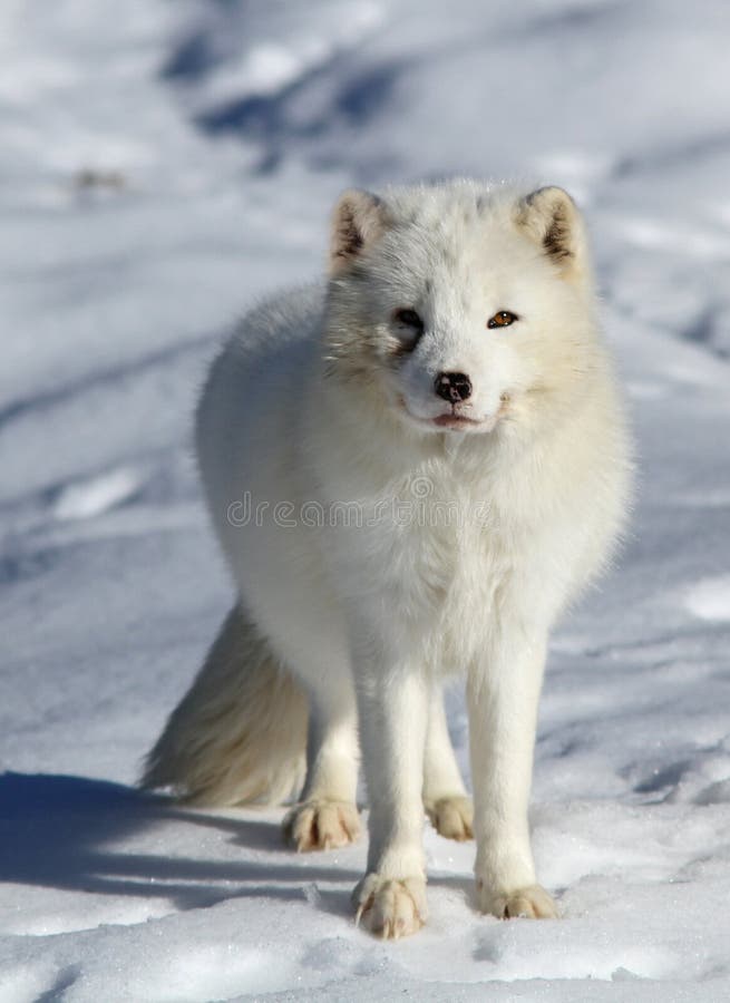 Volpe artica nella neve immagine stock. Immagine di tundra - 36140495