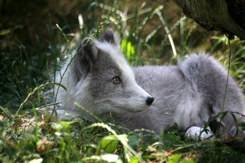 Volpe artica immagine stock. Immagine di animale, volpe - 2585619