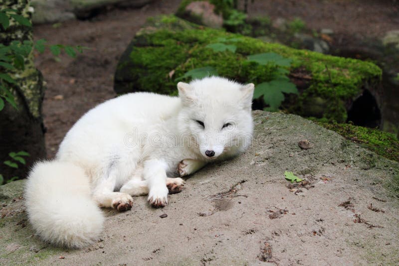 Volpe artica immagine stock. Immagine di volpe, animale - 31352731