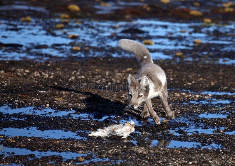 Volpe Artica Svalbard Estate Foto Stock - Download 272 Royalty Free Photos