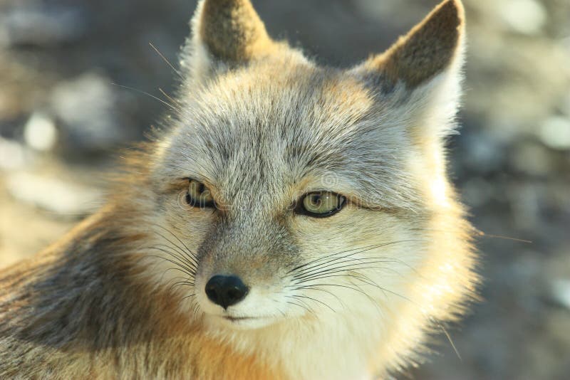 Volpe bianca fotografia stock. Immagine di fuoco, sguardo - 19215716