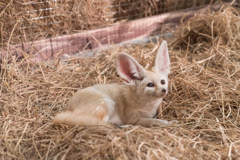 Volpe Fennec O Volpe Del Deserto Immagine Stock - Immagine di pelliccia ...